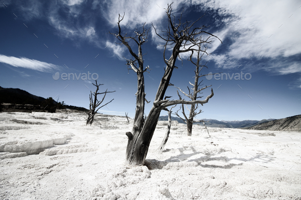 Harsh environment and desert conditions Stock Photo by ashishk75 ...