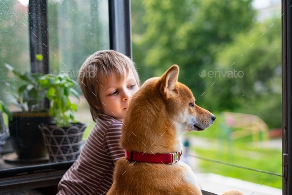 little boy with his best friend Shiba inu dog looking through window ...