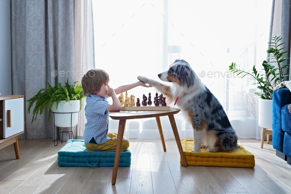 Smiling preschooler boy playing in chess with his furry friend shepherd ...
