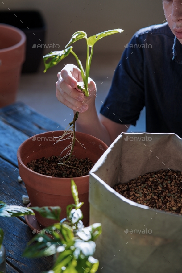 boy planting a monkey mask monstera in high-quality pure mineral plant ...
