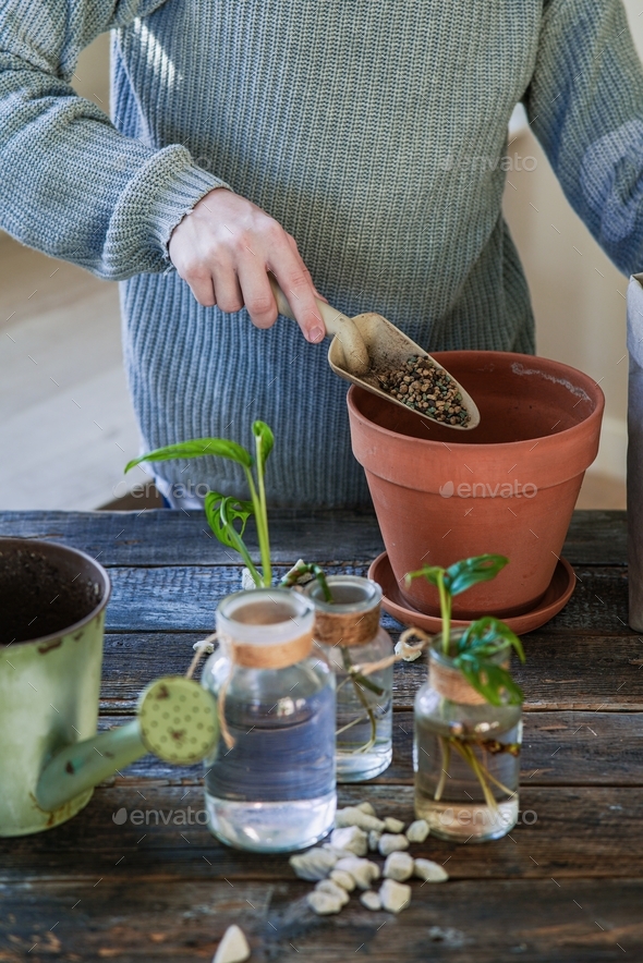boy planting a monkey mask monstera in high-quality pure mineral plant ...