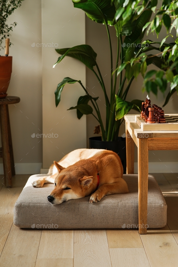 Domestic dog Shiba inu lying on a floor cushion near a coffee table ...