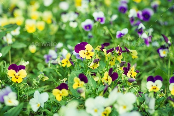Field with beautiful flowers of violas tricolor or wild pansy. Stock ...