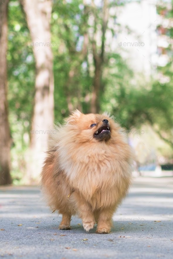 Miniature orange Pomeranian dog on a walk in summer park. Stock Photo ...