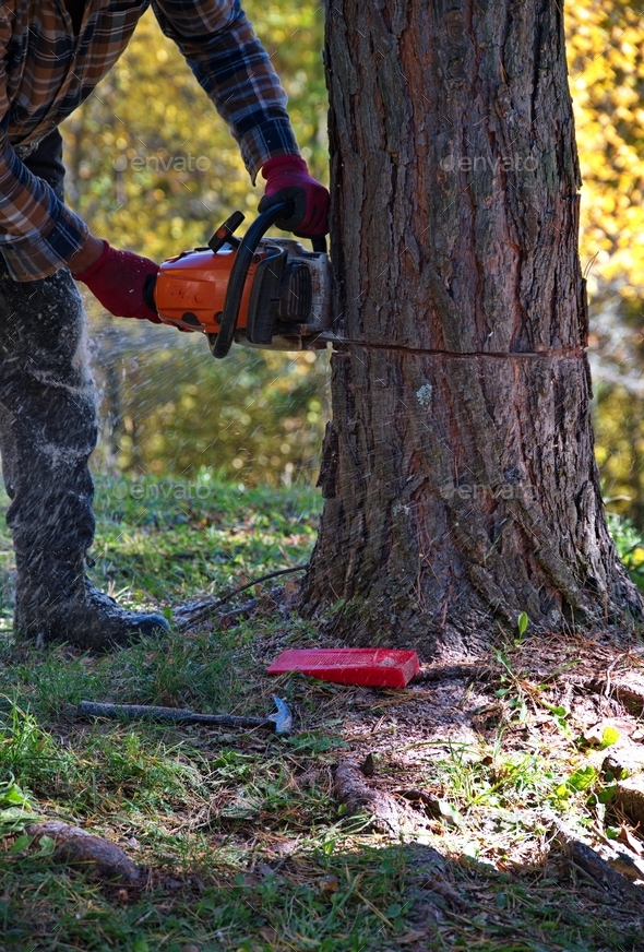 Arborist cutting a tree with chainsaw Stock Photo by vedrana2701 ...