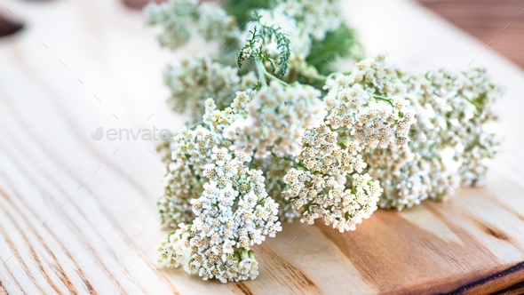 Achillea millefolium, yarrow or common yarrow white fresh flowers Stock ...