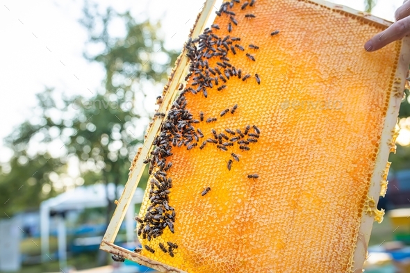Frame with honeycombs and bees in the apiary close-up. Inspection of ...