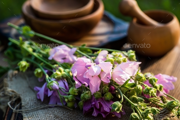 Malva alcea , greater musk-mallow, cut-leaved mallow herbs for ...