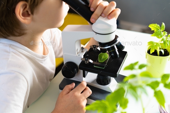 A little boy studies plants under a microscope, a junior high school ...