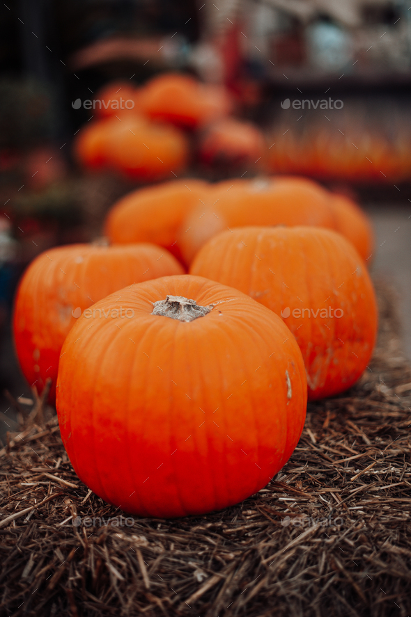 Pumpkins for sale at an outdoor market in autumn season Stock Photo by ...