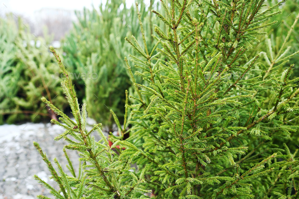 Many Christmas trees in the Christmas tree market. Stock Photo by ...