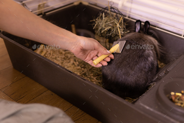 Grooming undercoat of bunny rabbit close up. Combing out rabbit fur ...