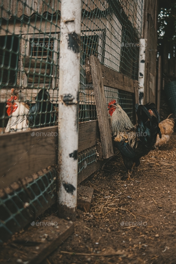 the rooster looks through the bars of his chicken coop at the hen and ...