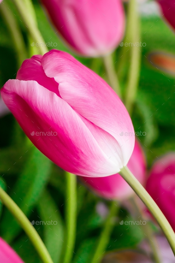 Tulip flower close up. Delicate bud, symbol of spring. Growing tulips ...