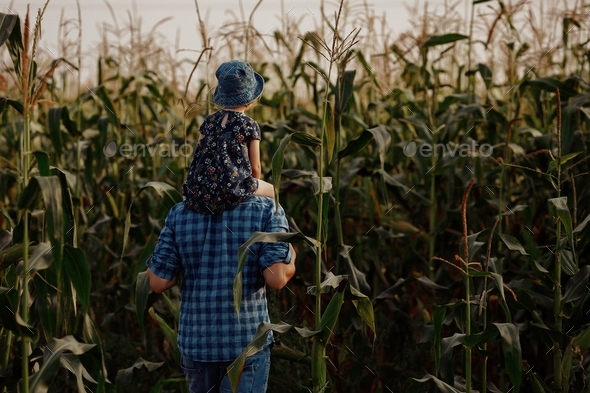 Dad and daughter running in the corn field in summer Stock Photo by ...