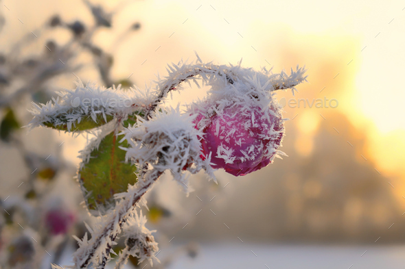 Hard frost heavy hoar frost adding texture to a rosebud in winter at ...