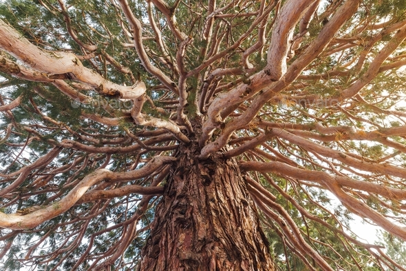 Bottom view on giant Sequoia tree or Sequoiadendron giganteum with many ...