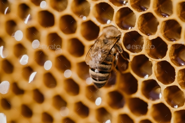 Worker bee processes pollen and pumps honey into comb. Apiary. Life of ...