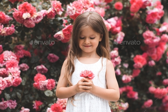 Smiling child girl 4-5 year old holding pink rose flower posing over ...