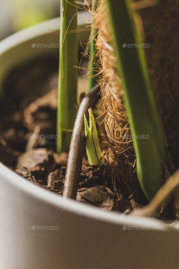 Monstera plant new sprout growth. New life concept. Plant propagation ...