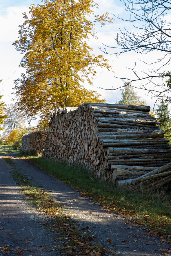 Log trunks pine, the logging timber forest wood industry. Stock Photo ...