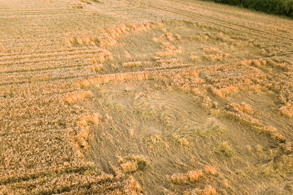 Aerial view of ripe farm field ready for harvesting with fallen down ...