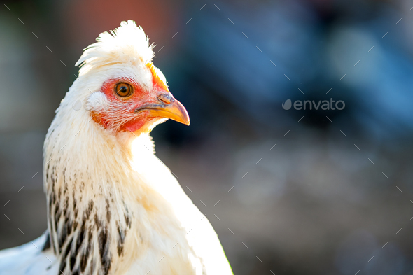 Hens feed on traditional rural barnyard. Detail of a hen head. Stock ...