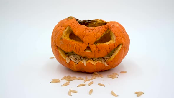 Halloween pumpkin with maggots. Fly larvae in pumpkin, Stock Footage