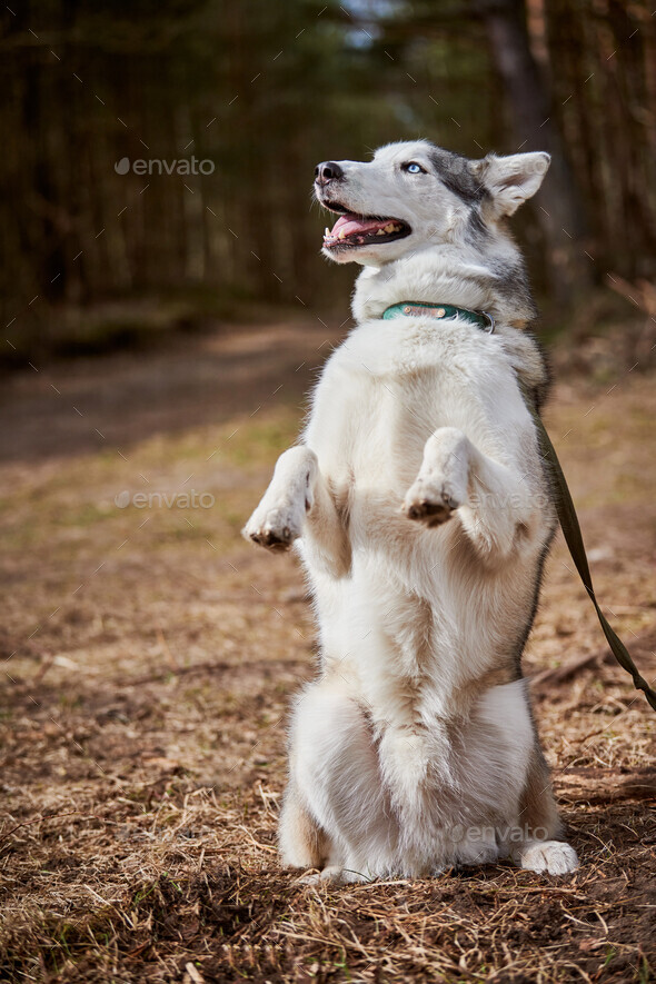 Siberian Husky dog standing on hind legs on dry grass field, funny ...