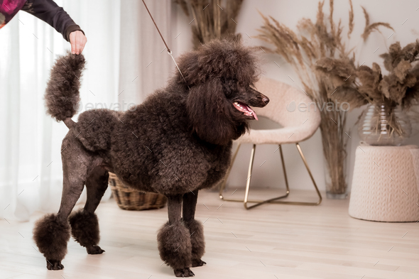Poodle dog. Close-up of brown poodle. Curly dog. Dog grooming. Dog ...