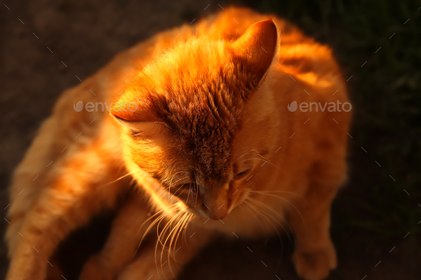 Ginger cat. Sunny portrait of cute red ginger tabby cat in sunny summer ...