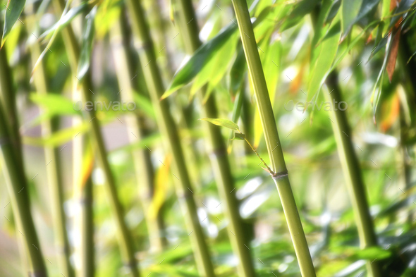 Bamboo forest background texture Stock Photo by MargJohnsonVA | PhotoDune