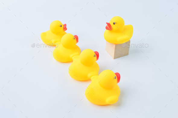Duck leader standing out from the crowd. Business concept. Stock Photo ...