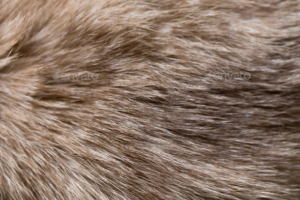 Background of Siamese cat fur. Stock Photo by indigolotos | PhotoDune