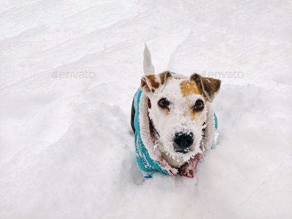 Top view of a Jack Russell Terrier dog, with a snow-covered muzzle ...