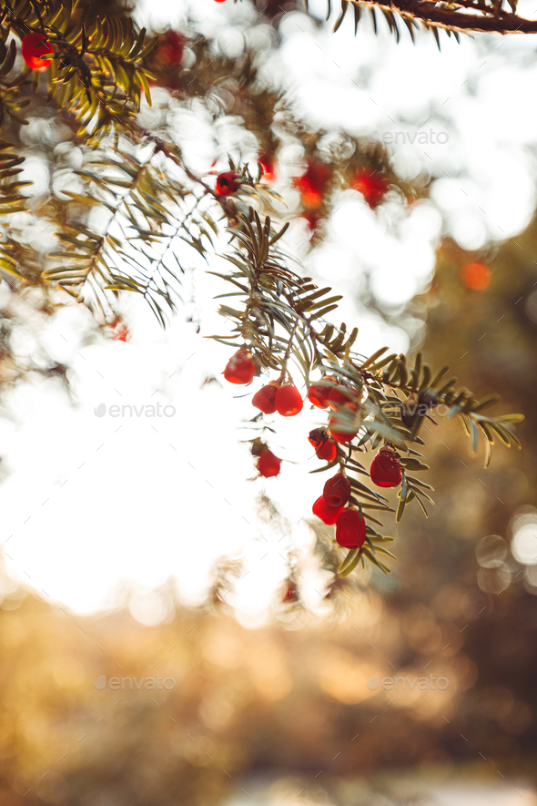 Green Christmas tree with red berries Stock Photo by pinanny2552 ...