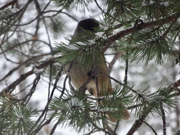 Bird on tree zoomed in Stock Photo by Danibaal | PhotoDune