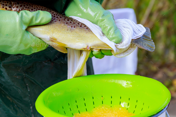 The process of work in fish farming. Obtaining yellow caviar from brook ...