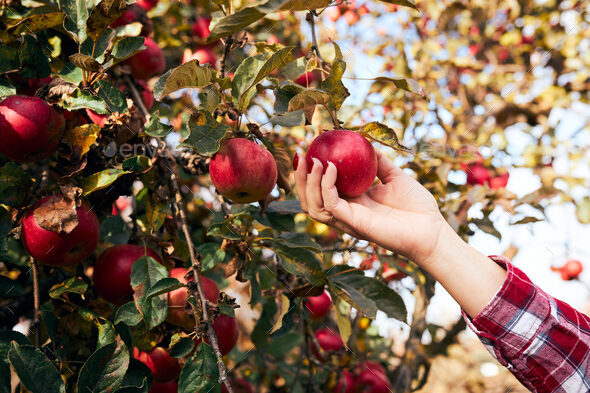 Woman picking ripe apples on farm. Farmer grabbing apples from tree in ...