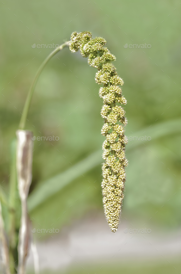 Foxtail Millet Stock Photo by EvergreenPlanet | PhotoDune
