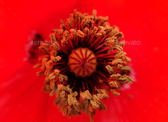 Macro shot of stamen of common poppy (papaver rhoeas) flower, Inside ...