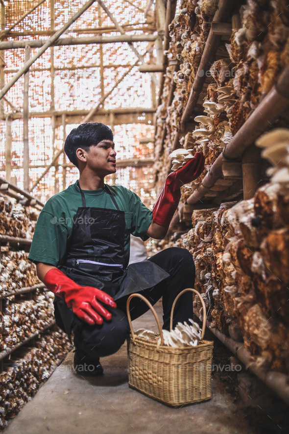 Farmer harvesting oyster mushroom using basket Stock Photo by ...