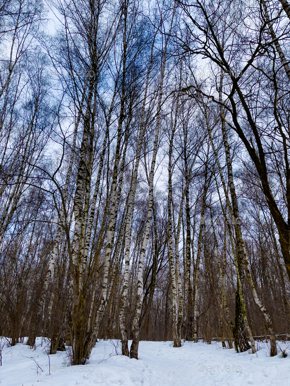 Winter landscape with snowy birch trees in the park Stock Photo by ...