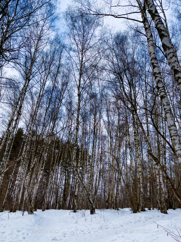 Winter landscape with snowy birch trees in the park Stock Photo by ...