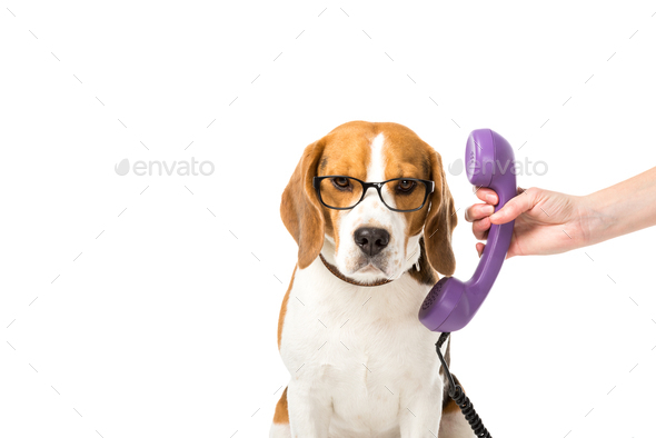 partial view of woman giving telephone tube to adorable beagle in ...