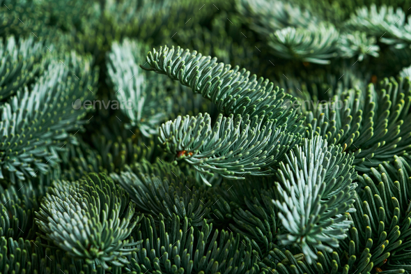Christmas background of wild fir tree branches, holy plant, pinecones ...