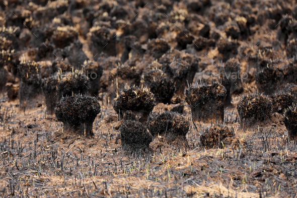 burned grass from fire. Brown natural background. Burned land, grass ...