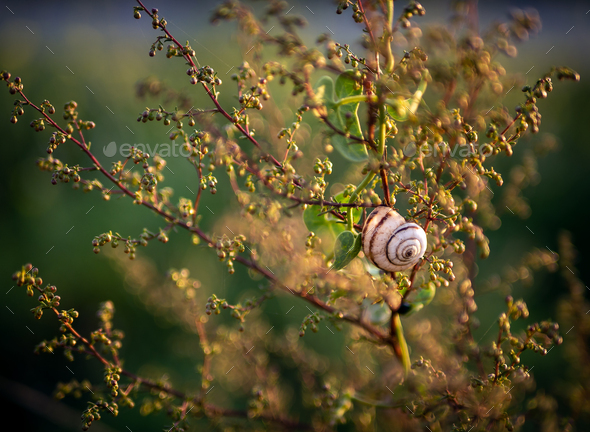 The snail hid in its shell on the green leaves of the plant. Stock ...