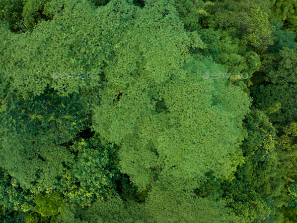 Aerial view royal poinciana or flamboyant tree (Delonix regia) in ...