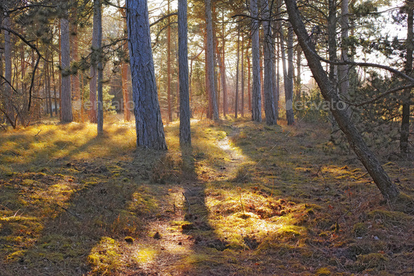 Trees and forests of all types and seasons Stock Photo by ...